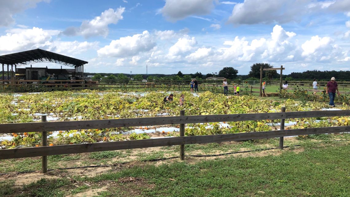 Sunsational Farms - Life in Lake