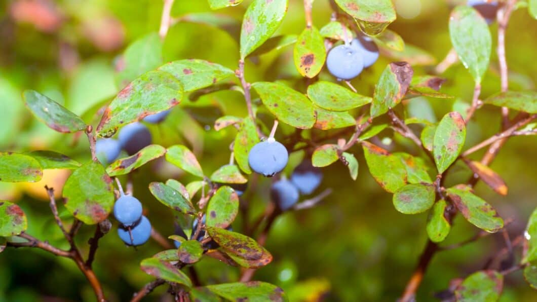 Blueberry Picking in Mount Dora and Surrounding Areas - Life in Lake