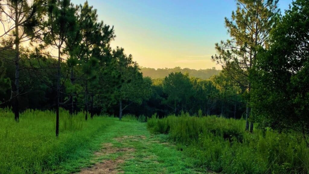 Hiking Trails in Mount Dora & Beyond - Life in Lake