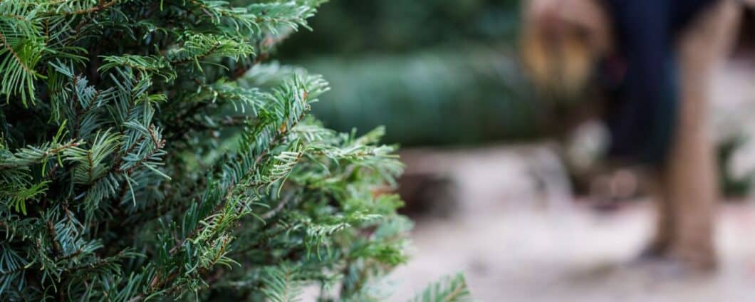 All You Need to Know About the Holidays in Mount Dora 2024 - Life in Lake